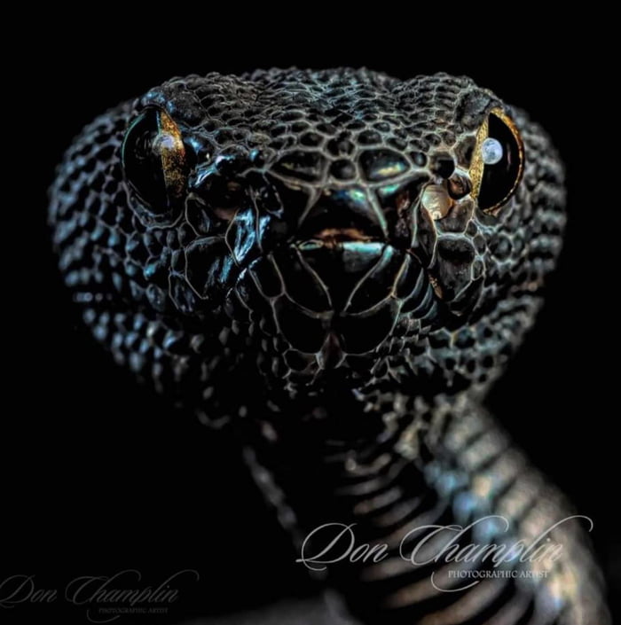 Purple spot viper. Photographed by Don Champlin. - 9GAG