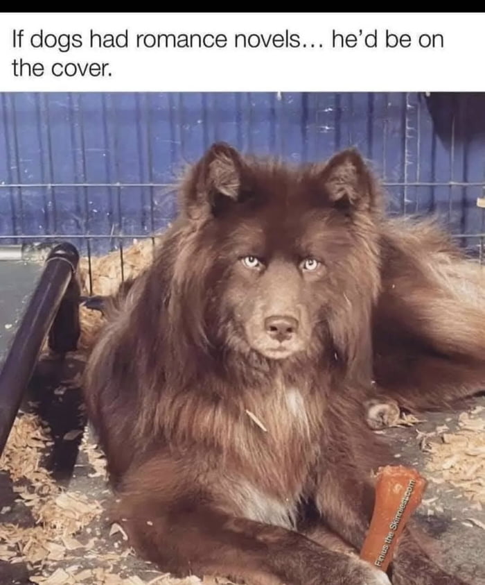 This is the Fabio of dogs. - 9GAG