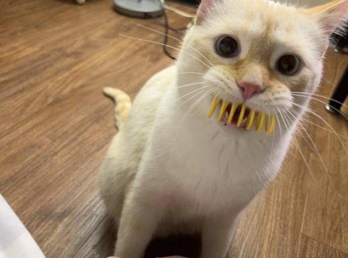 Idk, some British cat - 9GAG