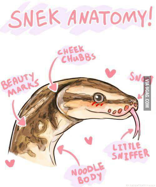 Cute Snek - 9GAG