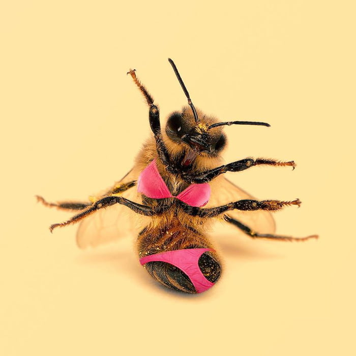 Artist Creates Strange Combinations That Unexpectedly Make A Lot Of ...