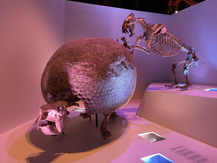 A fossil of Glyptodon getting predated by a Smilodon! Recent Glyptodon ...