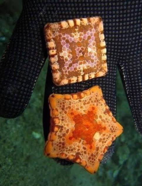 I present you… a square starfish - 9GAG
