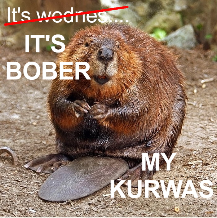 It's wednes... BOBER! - 9GAG