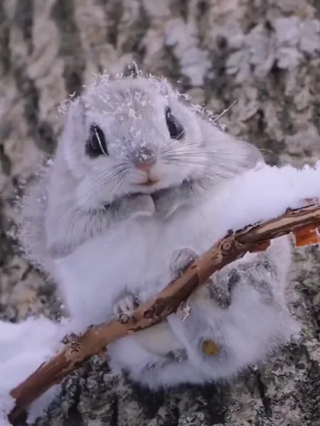 Japanese Dwarf Flying Squirrel Gif