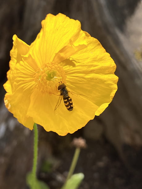 Best Funny bee Memes - 9GAG