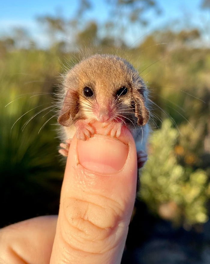 The Australian Western Pygmy Possum is actually one of the largest ...