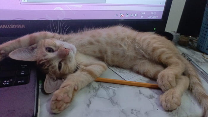 College student cat 🎓 - 9GAG