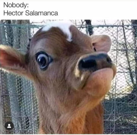 Best Funny cow Memes - 9GAG