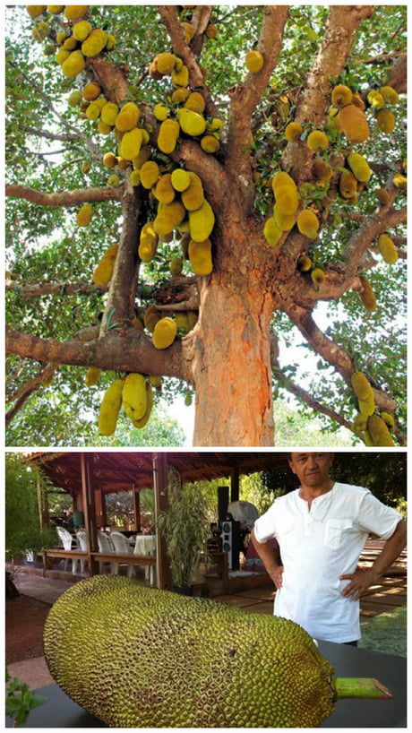 Peinlich Meme Melina Brischke – Technischer Illustrator – Wilhelm