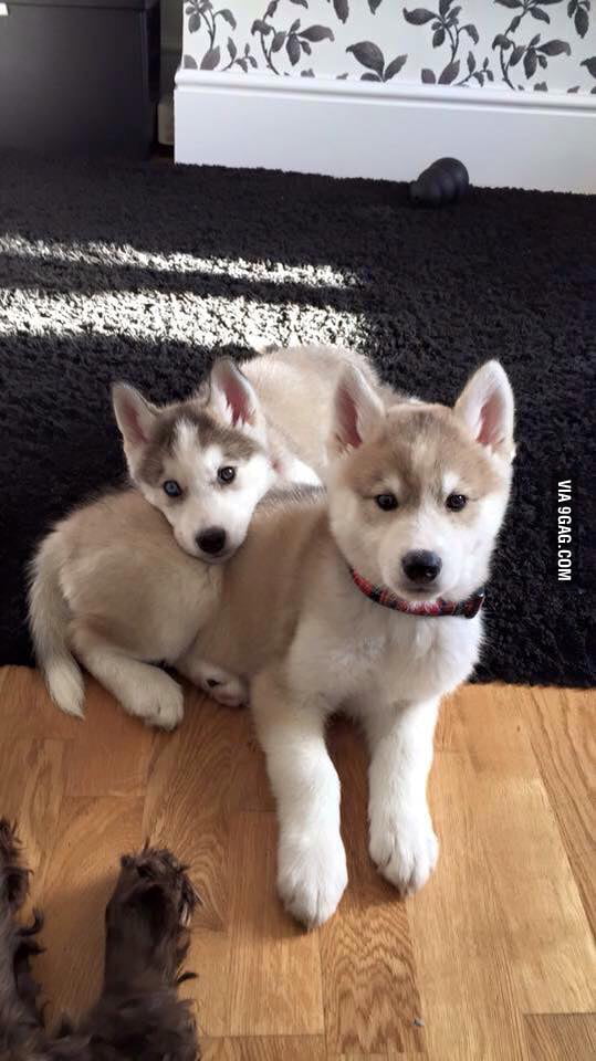 Happy 1st birthday to these two siberian huskies - 9GAG
