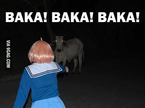 In the Philippines , Baka means Cow ! - 9GAG