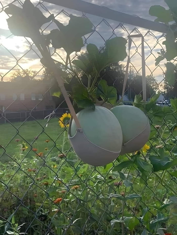 Huge Melons, literally! - 9GAG