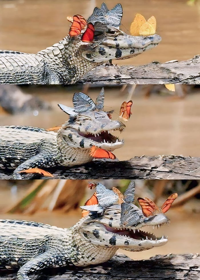 Caiman and Butterflies by Mark Cowan - 9GAG