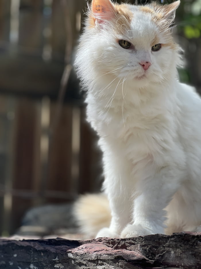 Meow meow turns 19 soon. She's my lovable fluff ball. - 9GAG