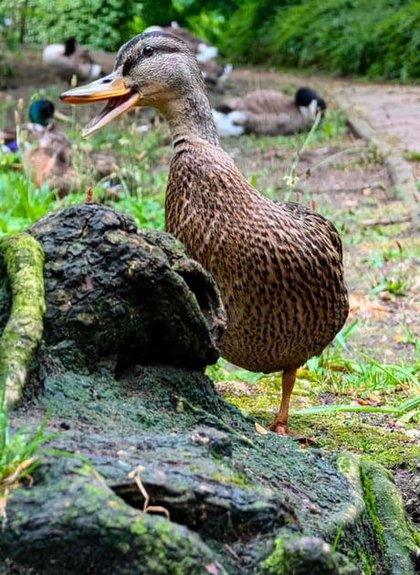 Best Funny duck Memes - 9GAG