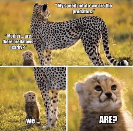 Best Funny cheetah Memes - 9GAG