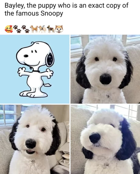 Best Funny snoopy Memes - 9GAG