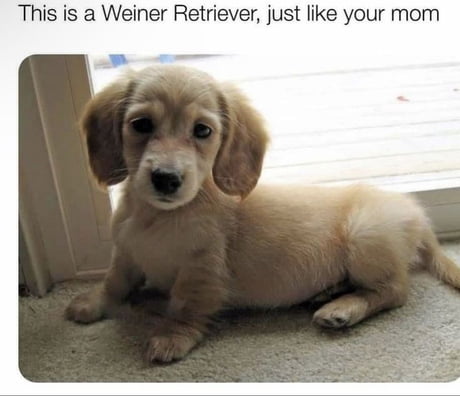 Best Funny weiner Memes - 9GAG