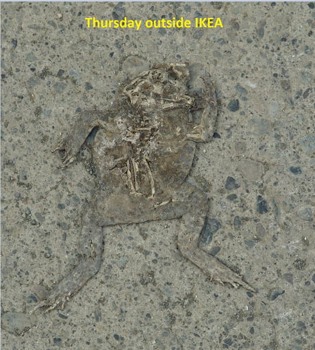 Best Funny frog Memes - 9GAG