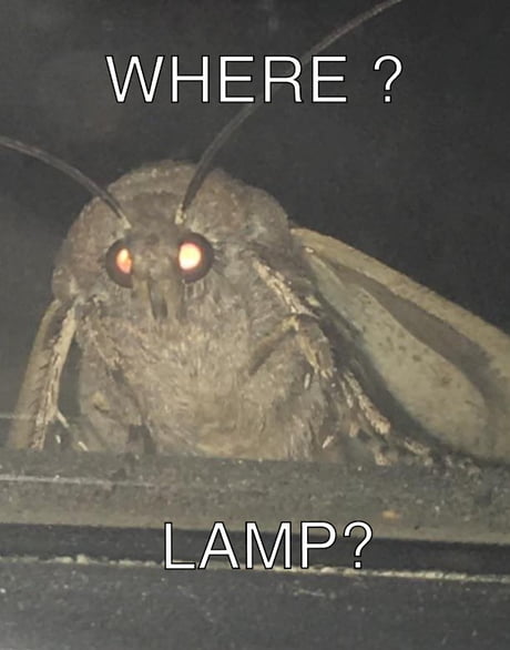 Best Funny lamp Memes - 9GAG