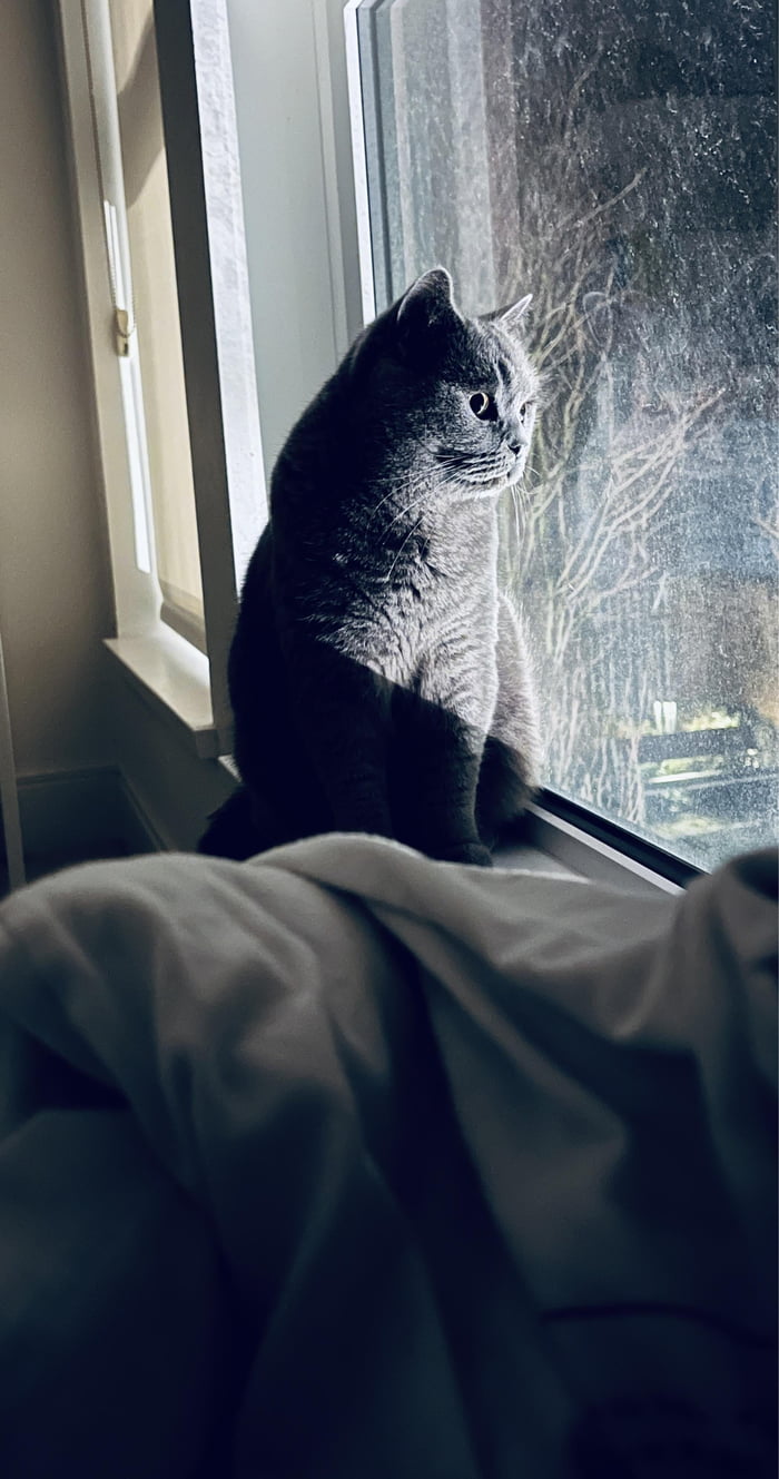 Just adopted my first cat! - 9GAG