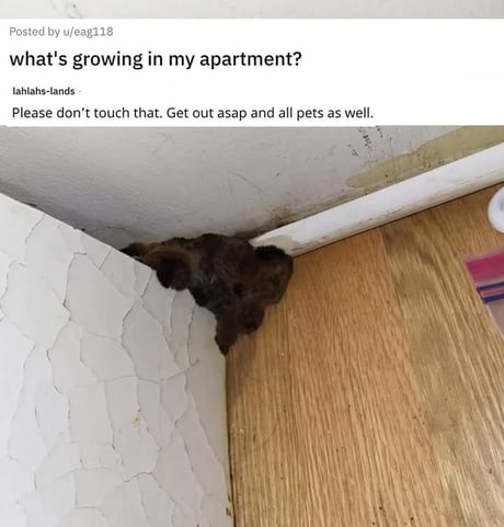 Best Funny wth Memes - 9GAG