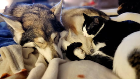 Best Funny dingus Memes - 9GAG