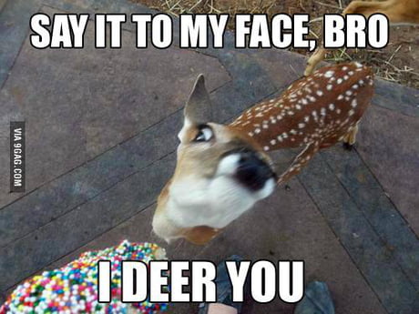 Best Funny deer Memes - 9GAG