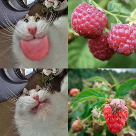 Best Funny raspberry Memes - 9GAG