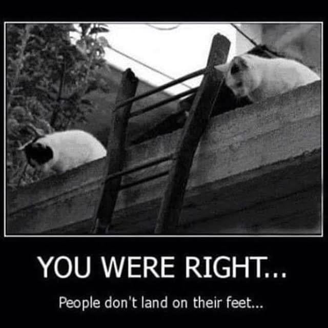 Cat experiments - 9GAG