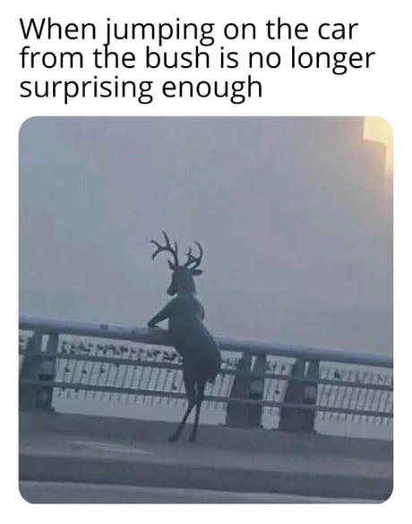Best Funny deer Memes - 9GAG