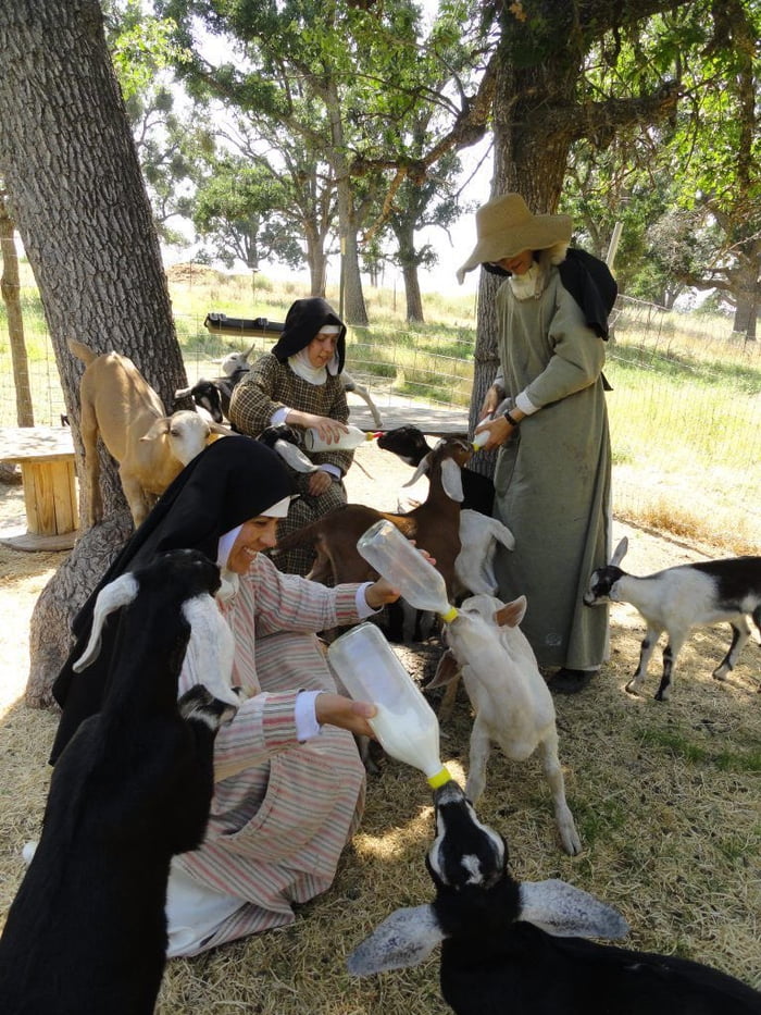Nuns bottle-feeding baby goats - 9GAG