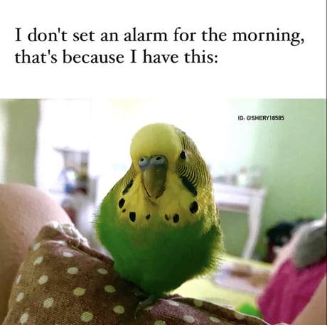 Best Funny parrot Memes - 9GAG
