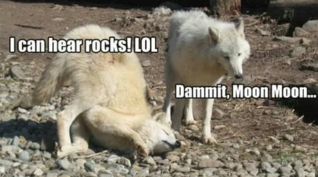Best Funny moon moon Memes - 9GAG
