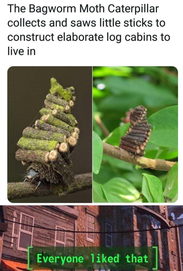Cabin bug - 9GAG