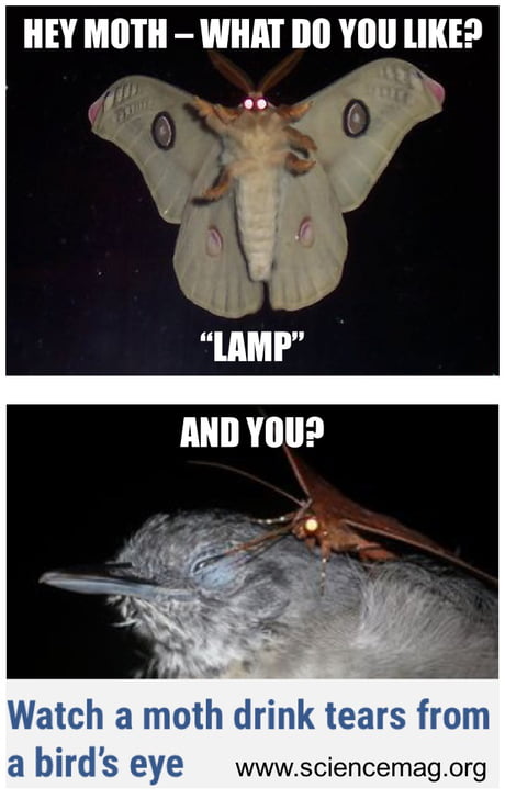 Scary Moth Memes