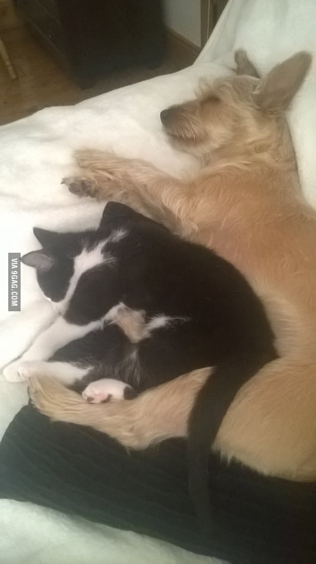 Dog And Cat Spooning Free Cuddling Cat Dog Image | Download At