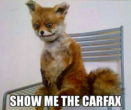 Carfax Fox Memes