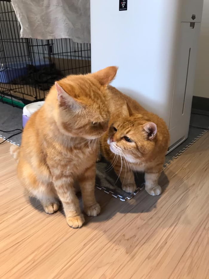 Meet Fat Xiang, The Chonk Who Is Always Tired - 9GAG