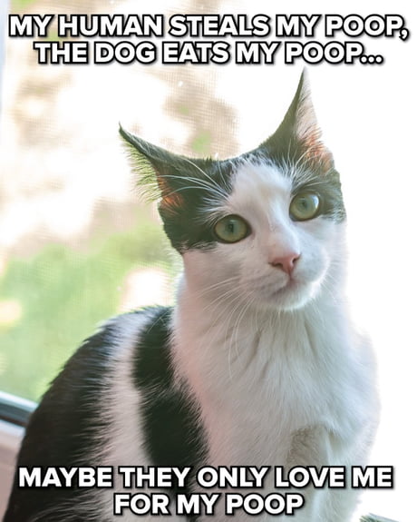Cat Poop Memes