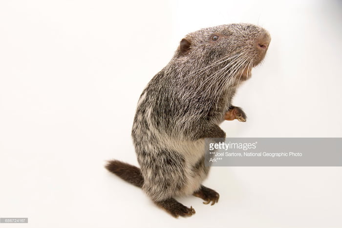 The "Rat" In The Viral Video "Shower Rat" Is Not A Rat - 9GAG