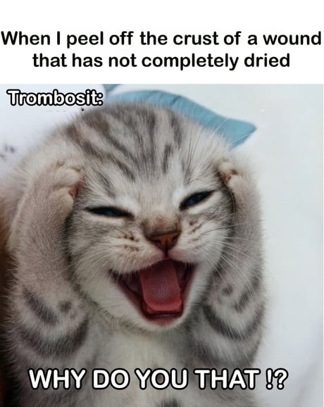 Best Funny cell Memes - 9GAG