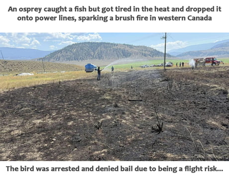 Best Funny osprey Memes - 9GAG
