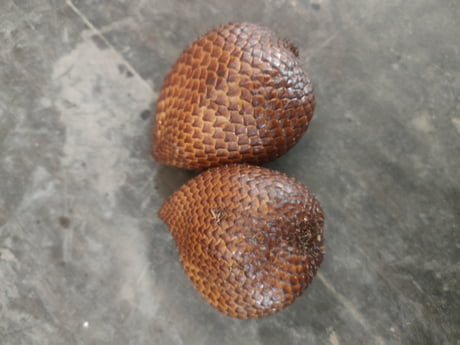 Best Funny salak fruit Memes - 9GAG