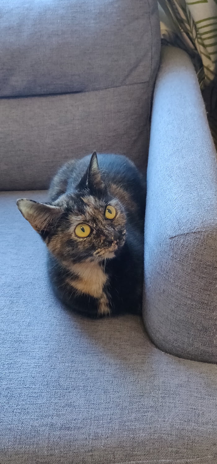 Leela knows every day is a weekend when you're a cat - 9GAG