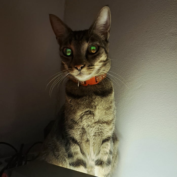 Meet Evelyn, a rescue from the streets who almost got crushed by a ...