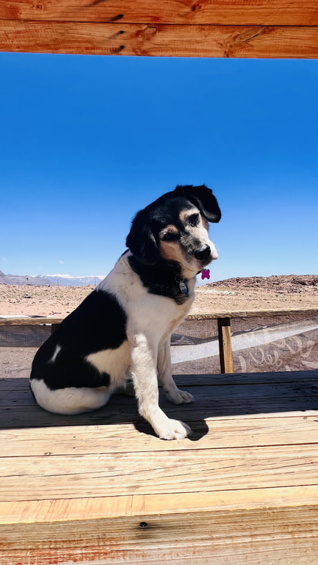 Best Funny dog Memes - 9GAG