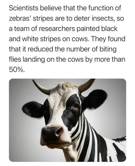 Best Funny zebra Memes - 9GAG