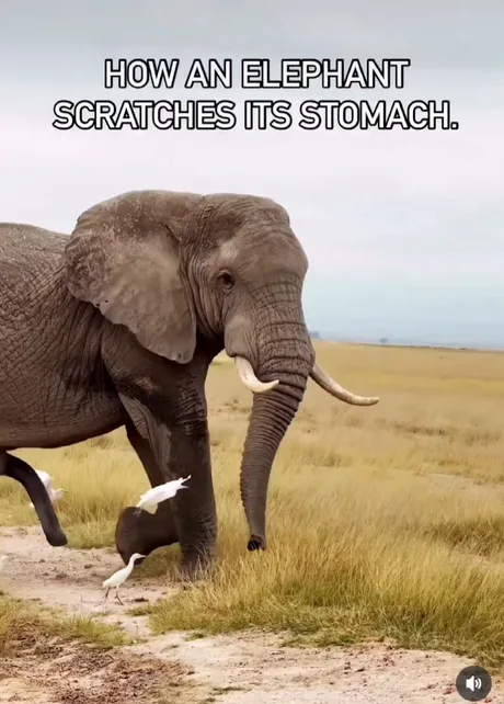 Morsomt Elefant Meme Best Funny Elephant Memes 9GAG